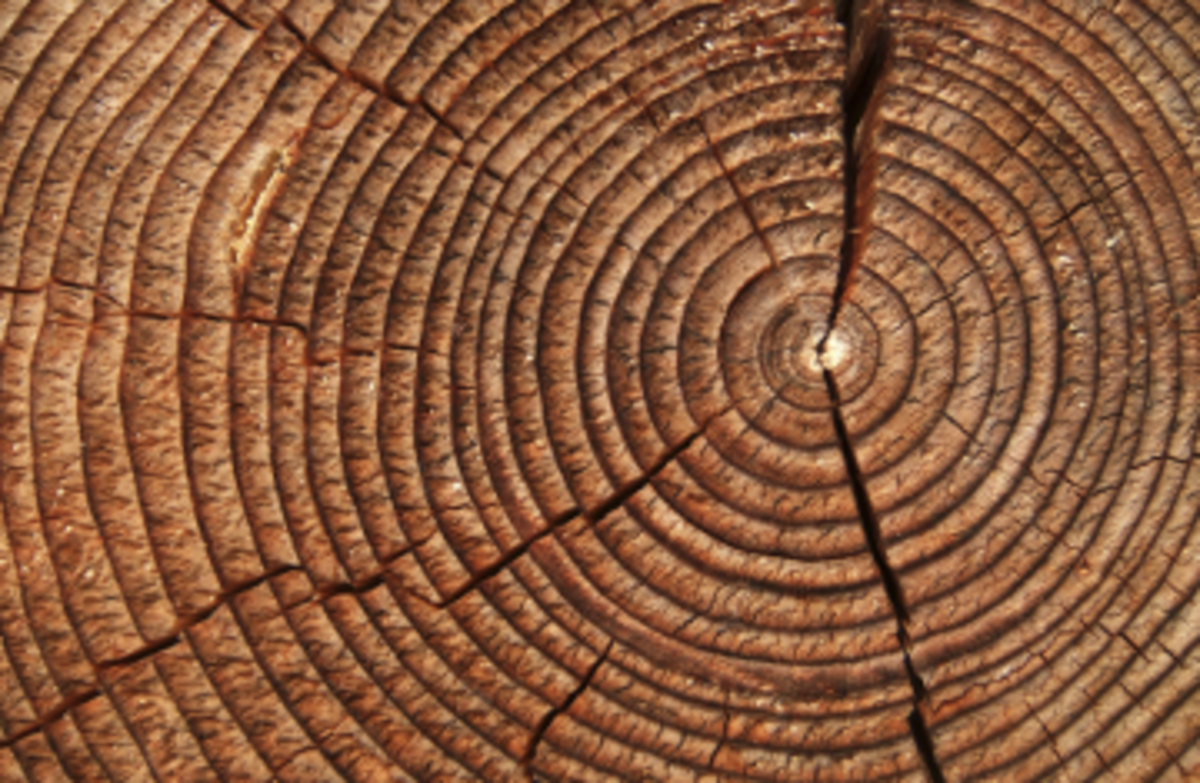 Tree ring growth reveals California’s current drought is the worst in ...