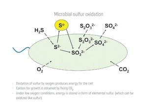 Microbial sulfide removal | Water Technology