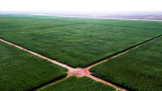 In pictures: 5 stunning shots of reed bed treatment in Nimr, Oman ...