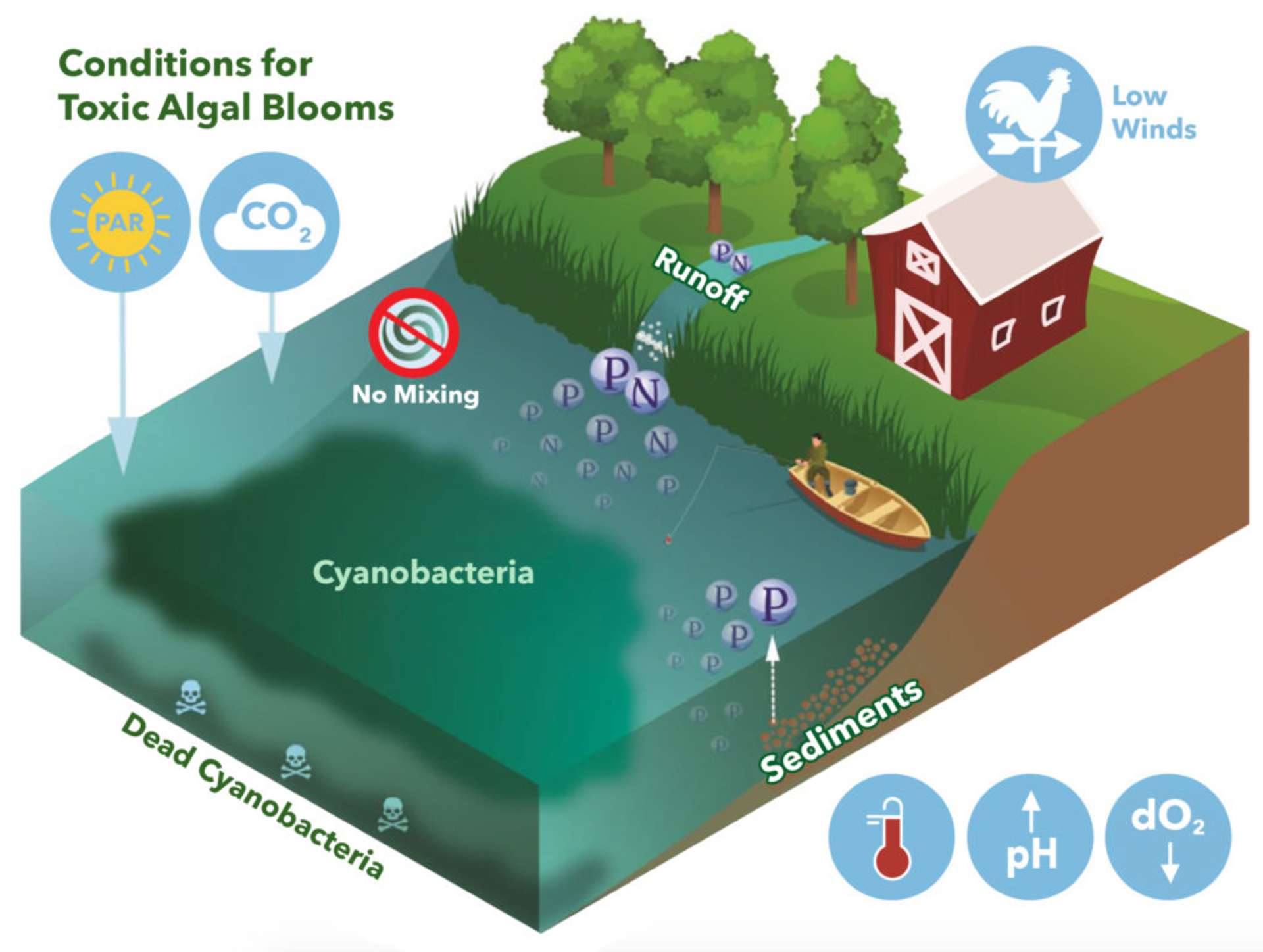 Algal Bloom Diagram